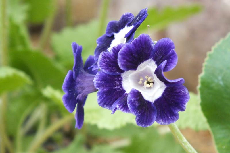 Primula auricula 'Blue Velvet' (Primrose)