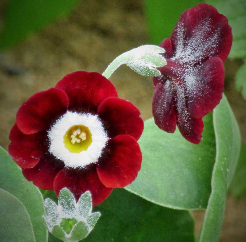 Primula auricula 'Dale's Red' (Primrose)