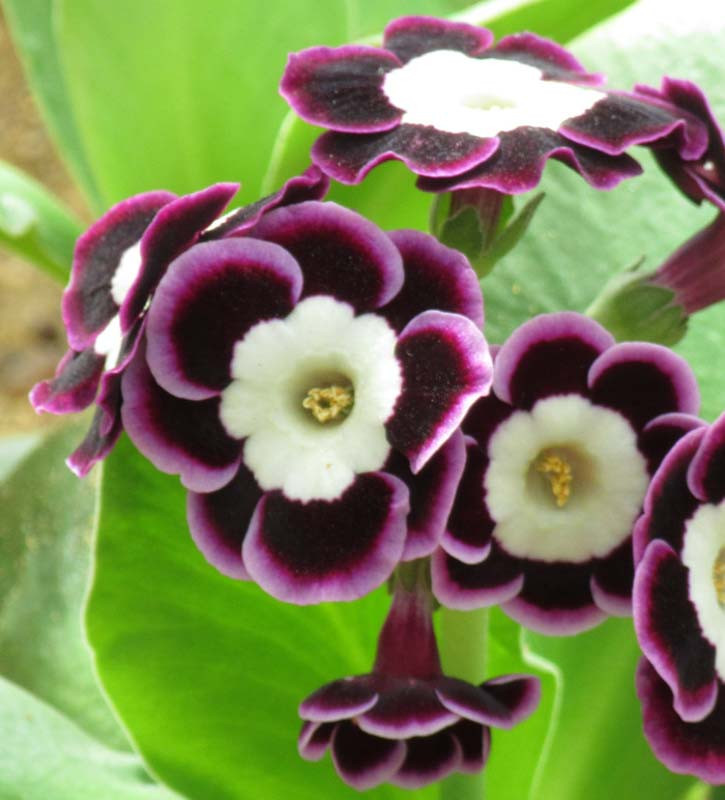 Primula auricula 'Harry Hotspur' (Primrose)