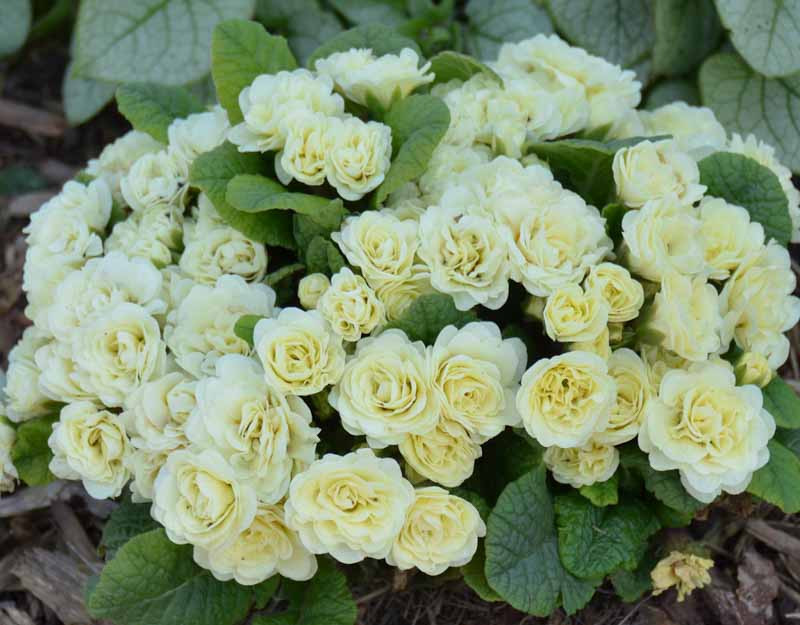 Primula 'Belarina Cream' (Primrose)