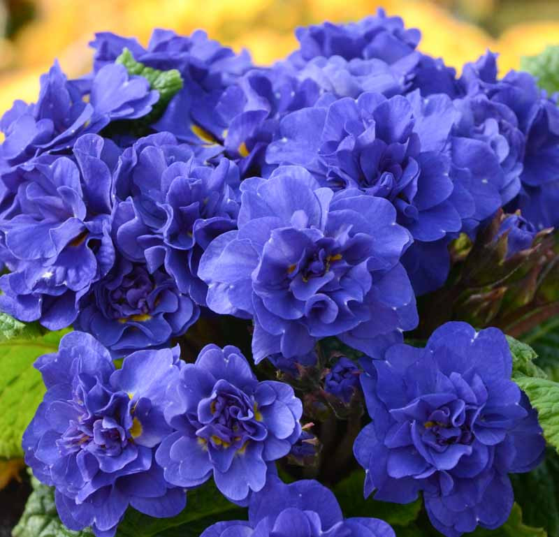 Primula 'Belarina Cobalt Blue' (Primrose)