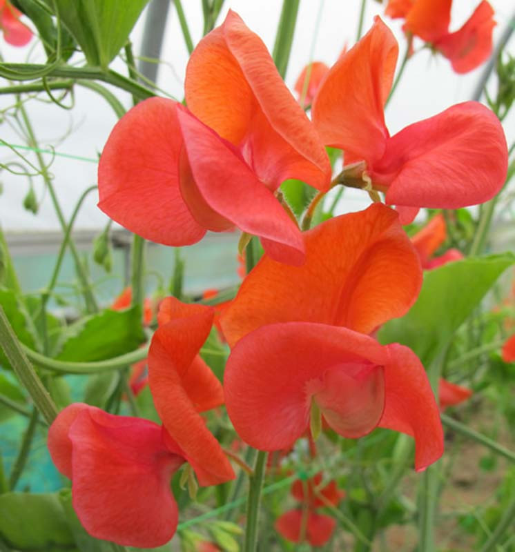 Lathyrus odoratus 'Prince of Orange' (Sweet Pea)