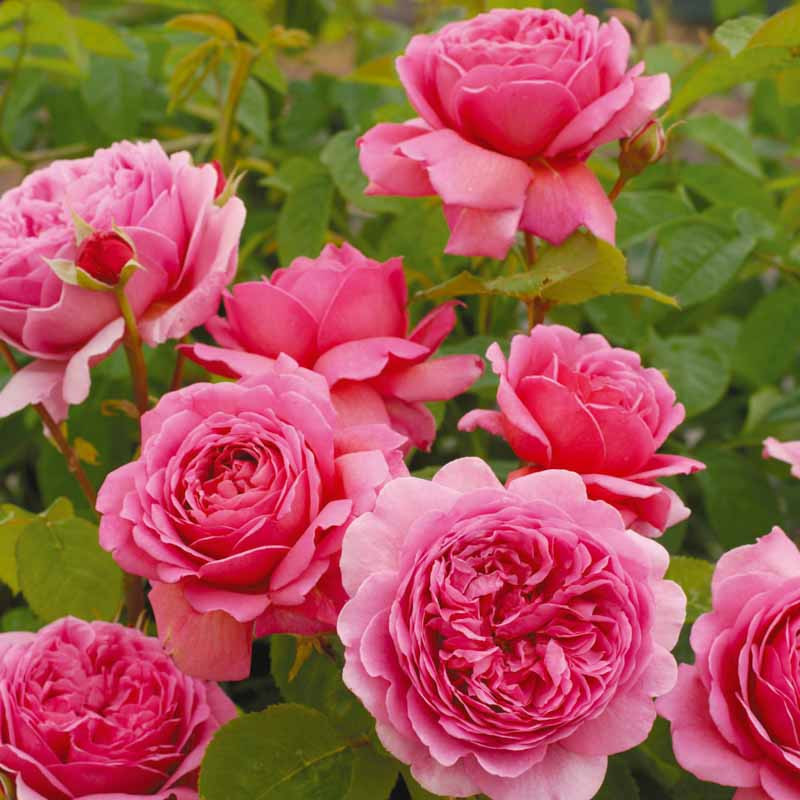 Rosa Princess Alexandra of Kent (English Rose)