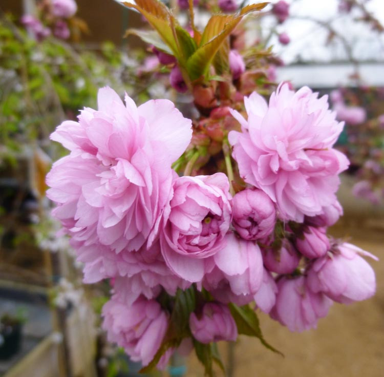 Prunus 'Kiku-shidare-zakura' (Japanese Flowering Cherry)