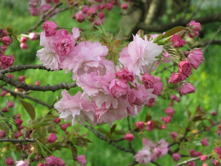 Prunus 'Pink Perfection' (Japanese Flowering Cherry)