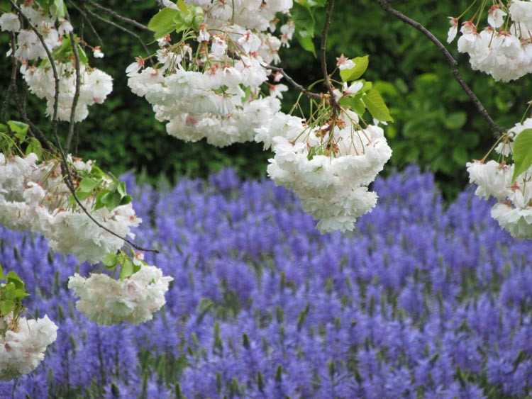 Prunus 'Shirofugen' (Japanese Flowering Cherry)