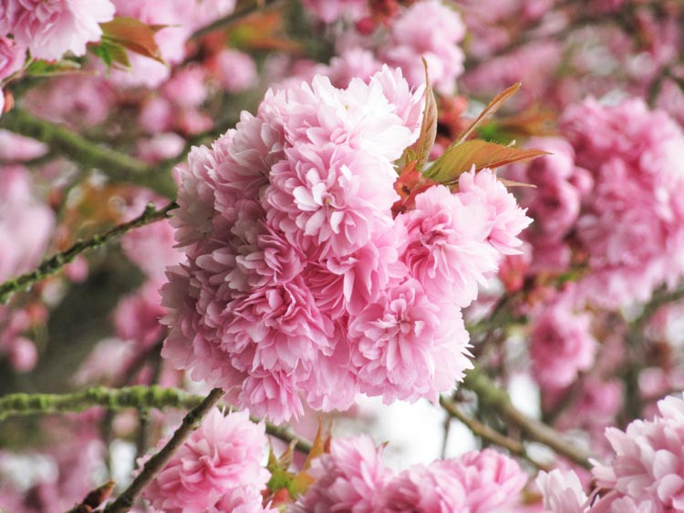Prunus 'Asano' (Japanese Flowering Cherry)