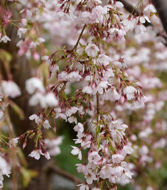 Prunus incisa 'Kojo-No-Mai' (Flowering Cherry)