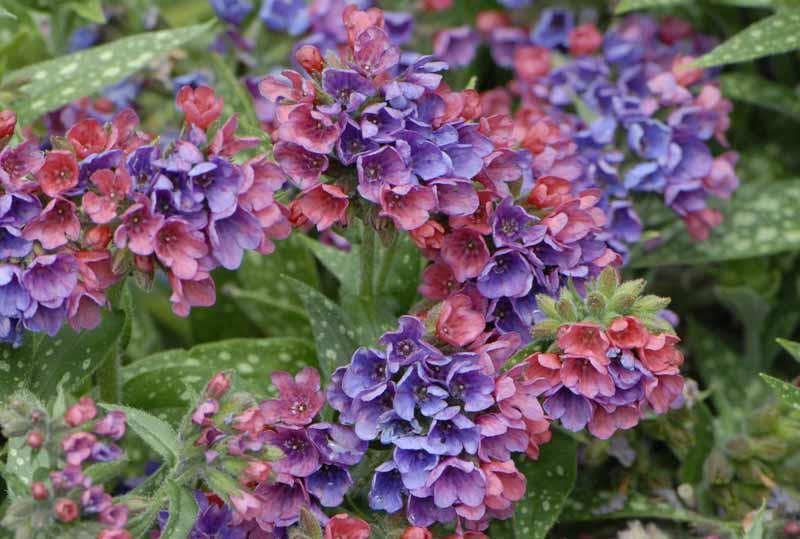 Pulmonaria 'Raspberry Splash' (Lungwort)