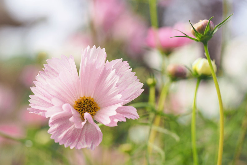 Cosmos bipinnatus 'Cupcakes Blush'