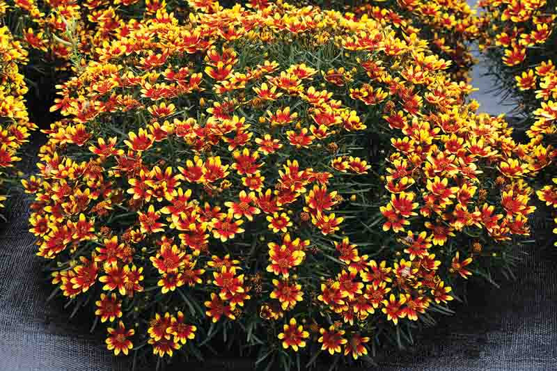 Coreopsis HONEYBUNCH™ Red & Gold (Tickseed)