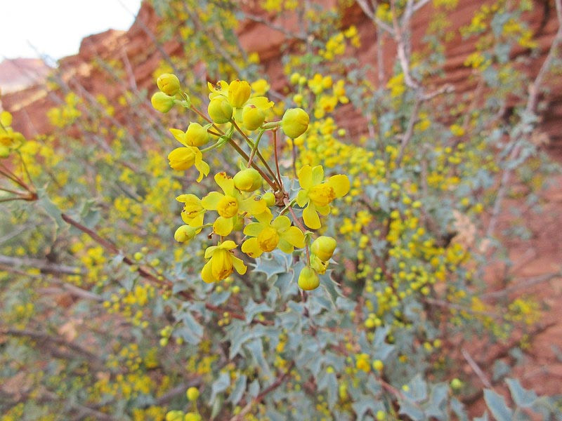 Mahonia fremontii (Fremont Barberry)