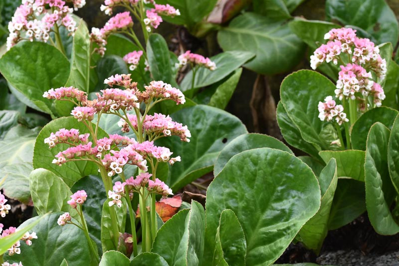 Bergenia ciliata (Fringed Bergenia)