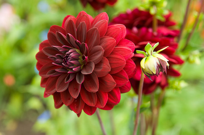 Dahlia 'Arabian Night'