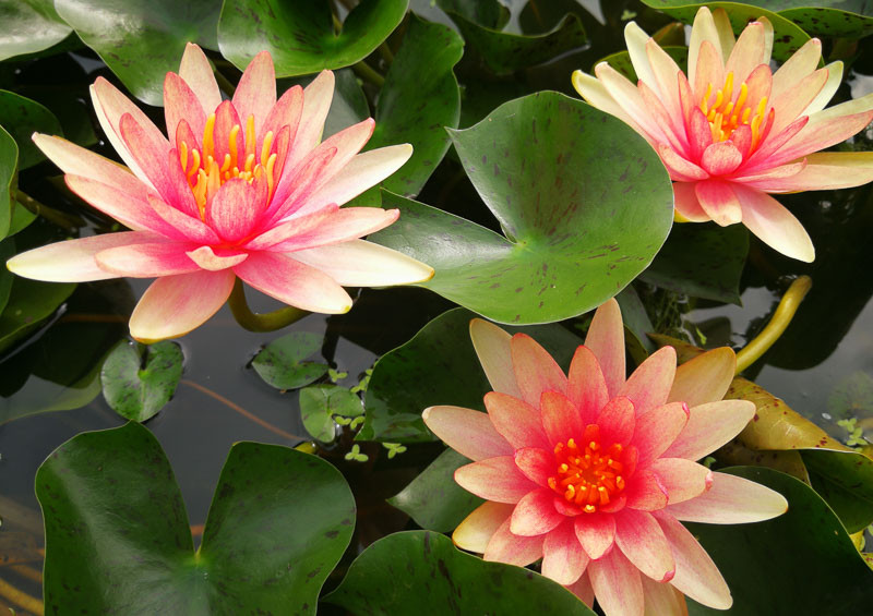 Nymphaea 'Little Sue' (Hardy Water Lily)