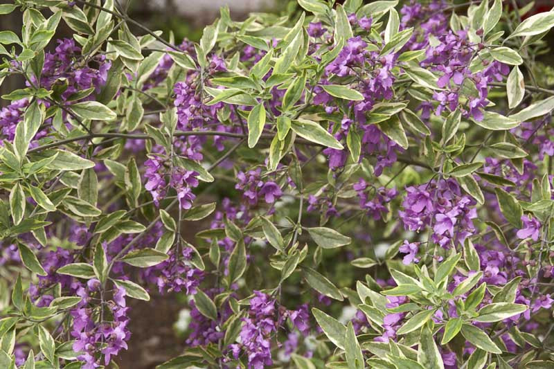 Prostanthera ovalifolia 'Variegata' (Mint Bush)