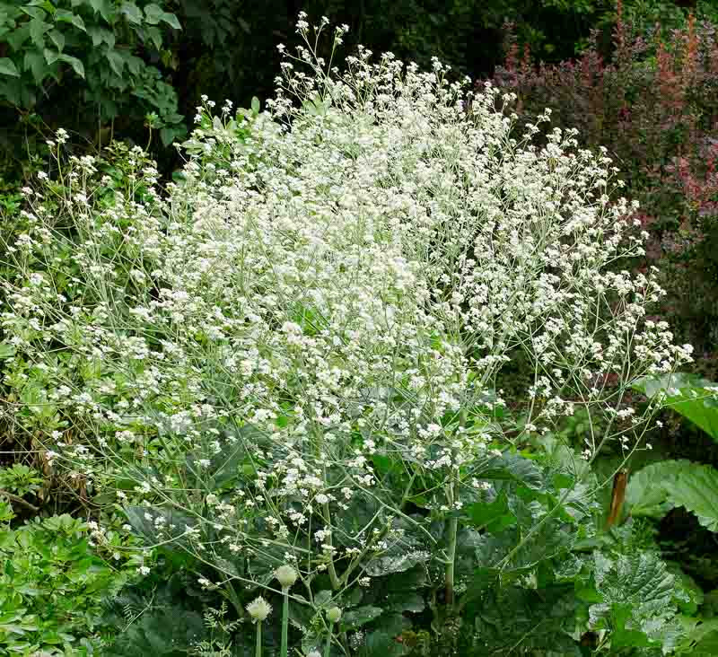 Crambe cordifolia (Flowering Sea Kale)