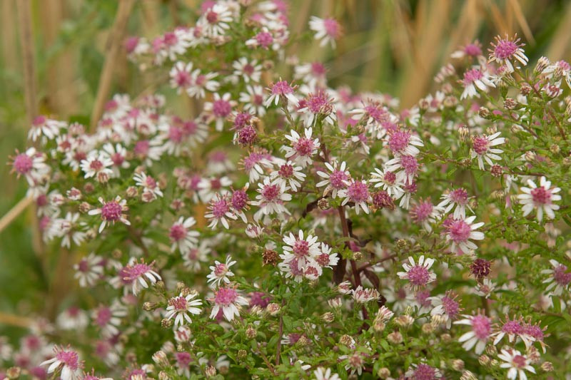 Symphyotrichum lateriflorum var. horizontale (Horizontal Calico Aster)