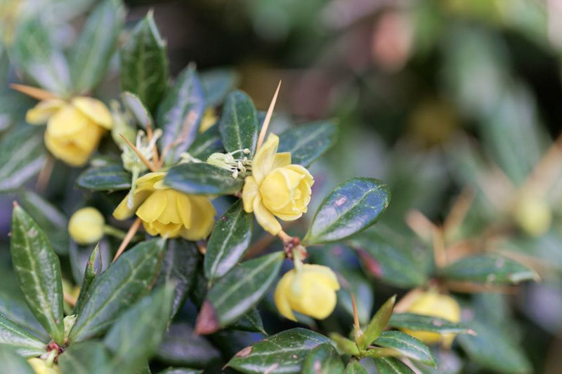 Berberis verruculosa (Warty Barberry)