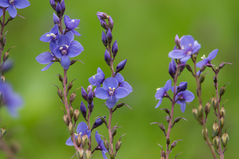 Veronica perfoliata (Digger's Speedwell)