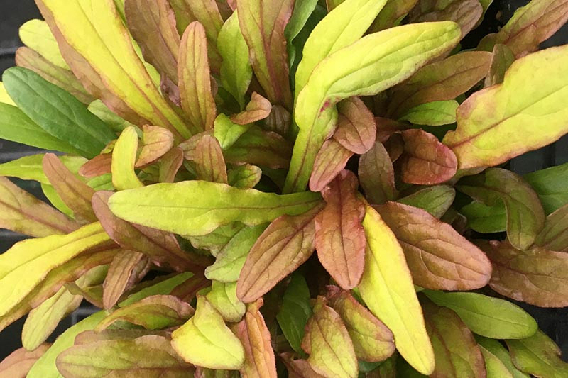 Ajuga Feathered Friends™ 'Fancy Finch' (Carpet Bugle)