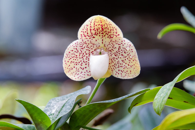 Paphiopedilum concolor (One Colored Paphiopedilum)