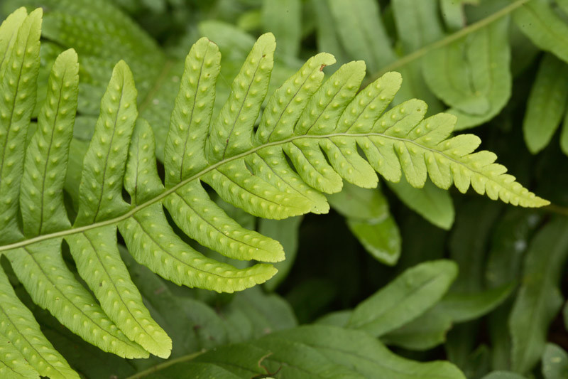 Polypodium vulgare (Common Polypody)