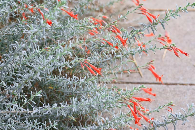 Epilobium canum 'Calistoga' (California Fuchsia)