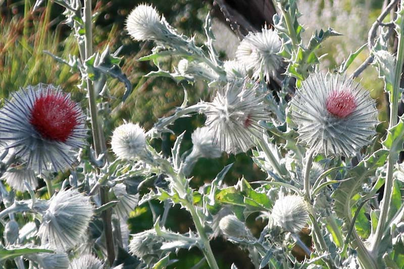 Cirsium occidentale (Cobwebby Thistle)