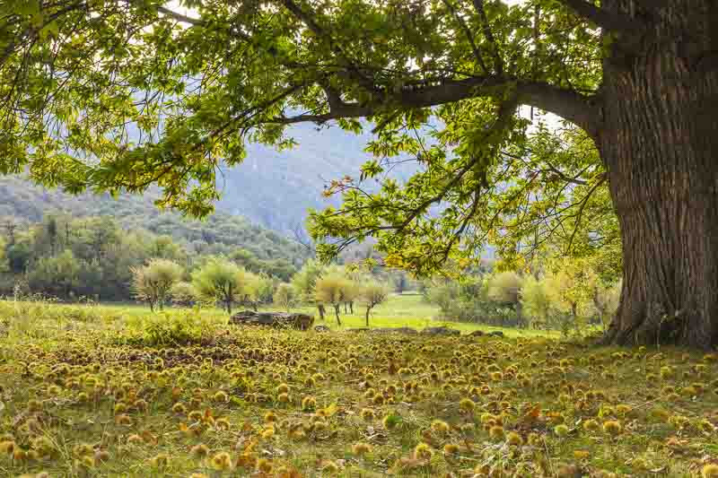 Castanea sativa (European Chestnut)