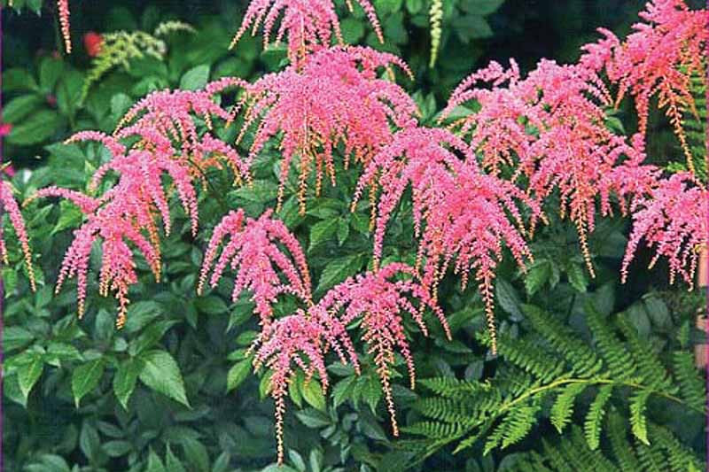Astilbe Ostrich Plume (Thunbergii Hybrid)
