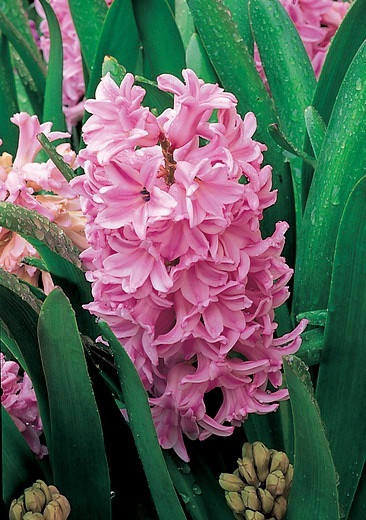 Hyacinthus orientalis 'Lady Derby' (Dutch Hyacinth)