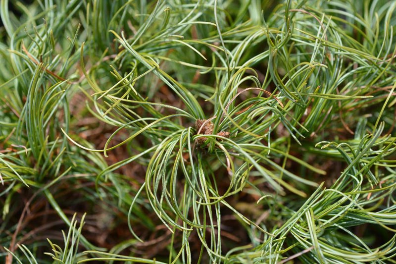 Pinus strobus 'Contorta' (Eastern White Pine)