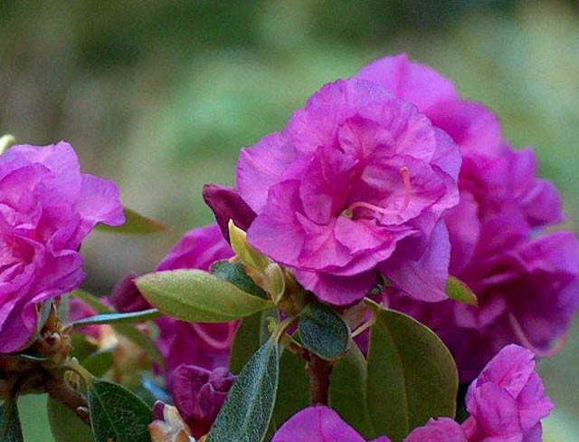 Rhododendron 'April Rose'