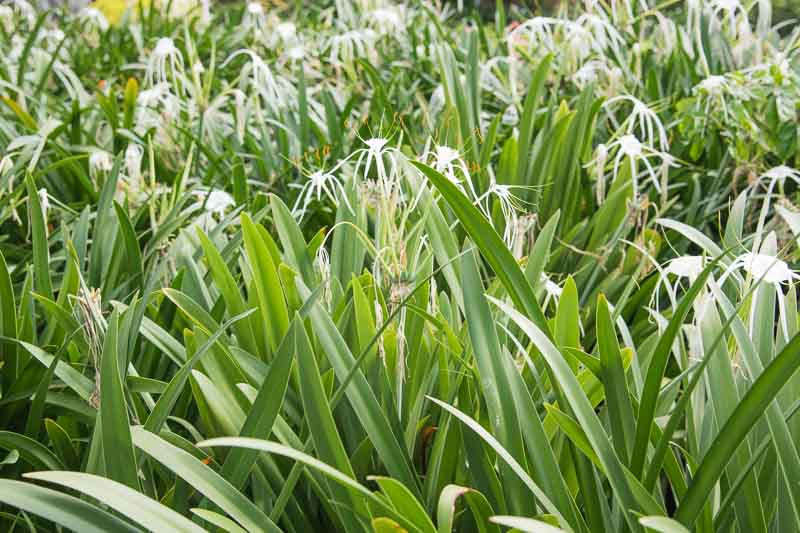 Hymenocallis 'Tropical Giant' (Peruvian Daffodil)