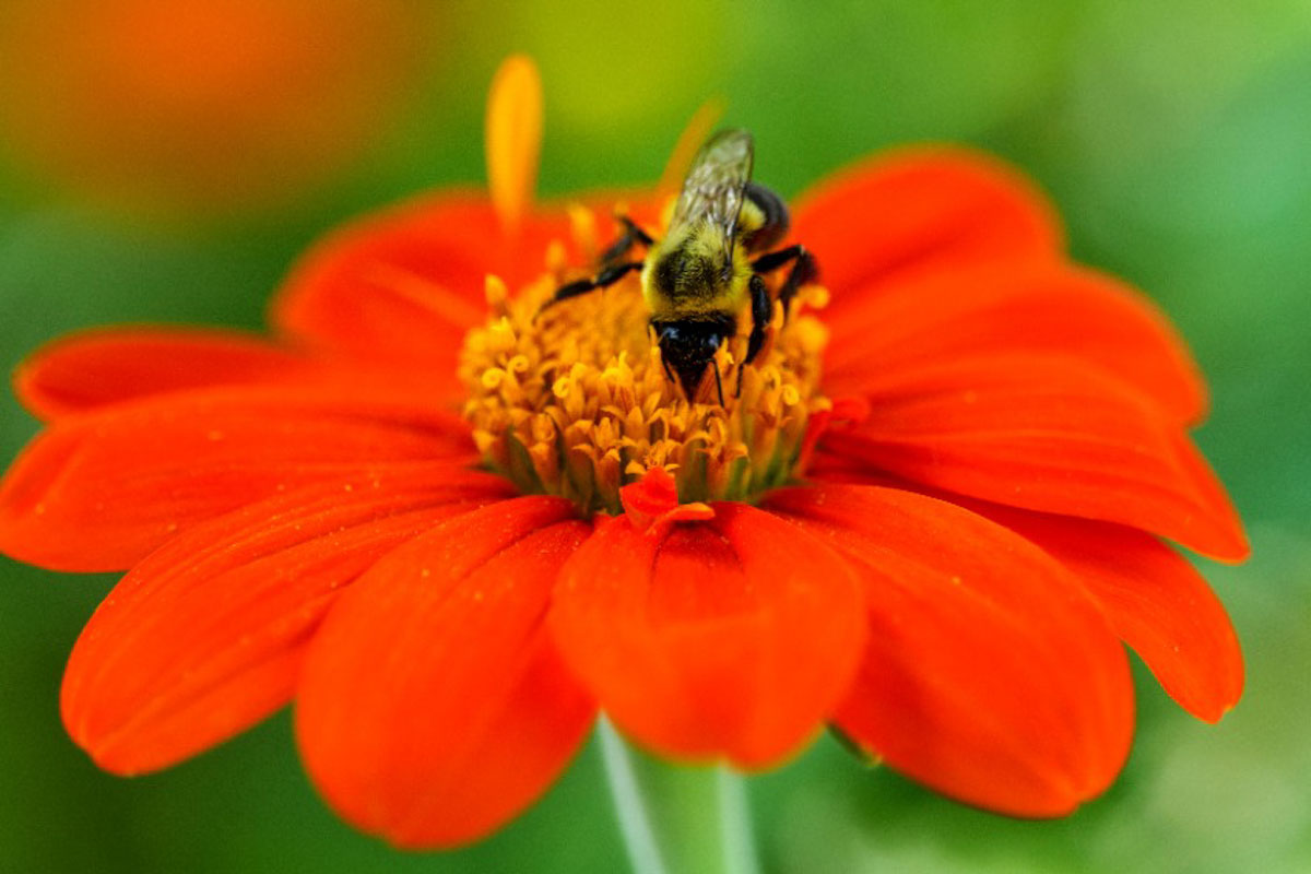 Tithonia Fiesta Del Sol Flower Seeds | Best Flower Site