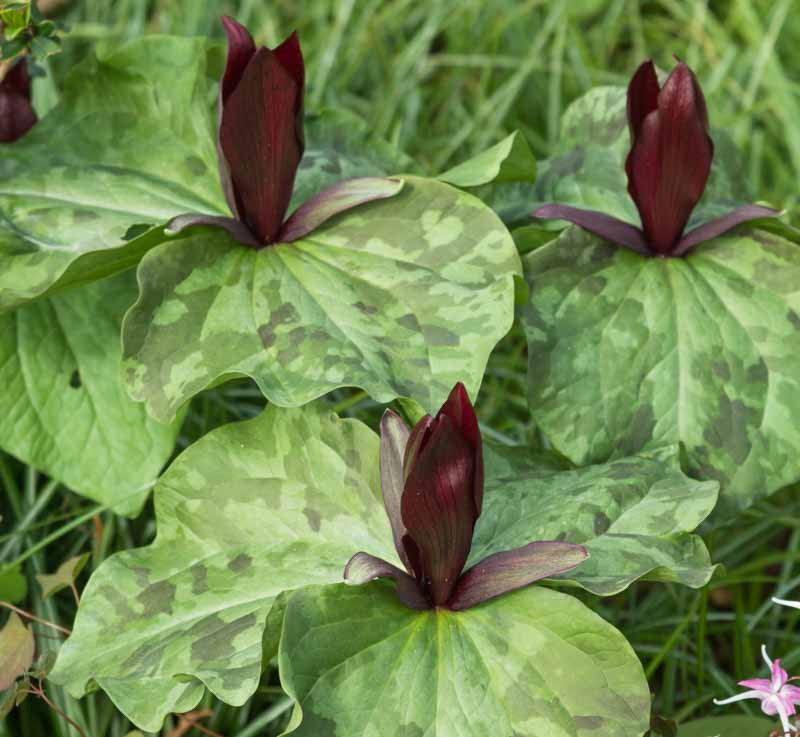 Trillium sessile (Toadshade)