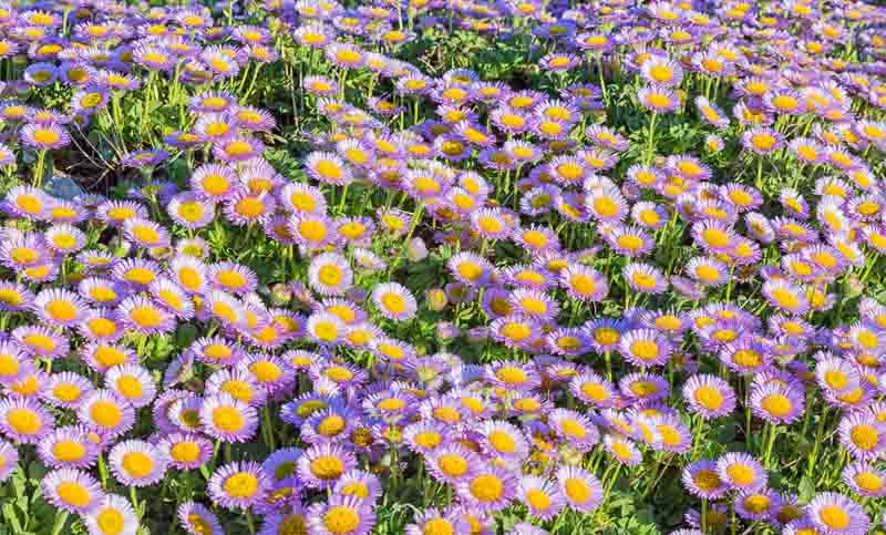 Erigeron glaucus 'Sea Breeze' (Seaside Daisy)