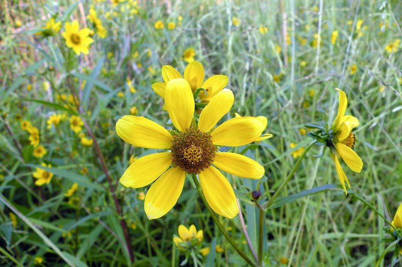 Bidens laevis (Smooth Beggartick)