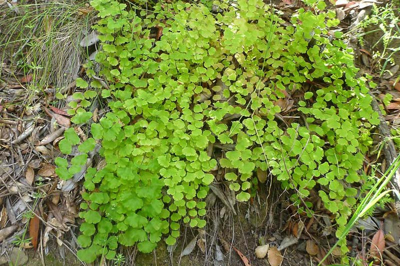Adiantum jordanii (California Maidenhair)
