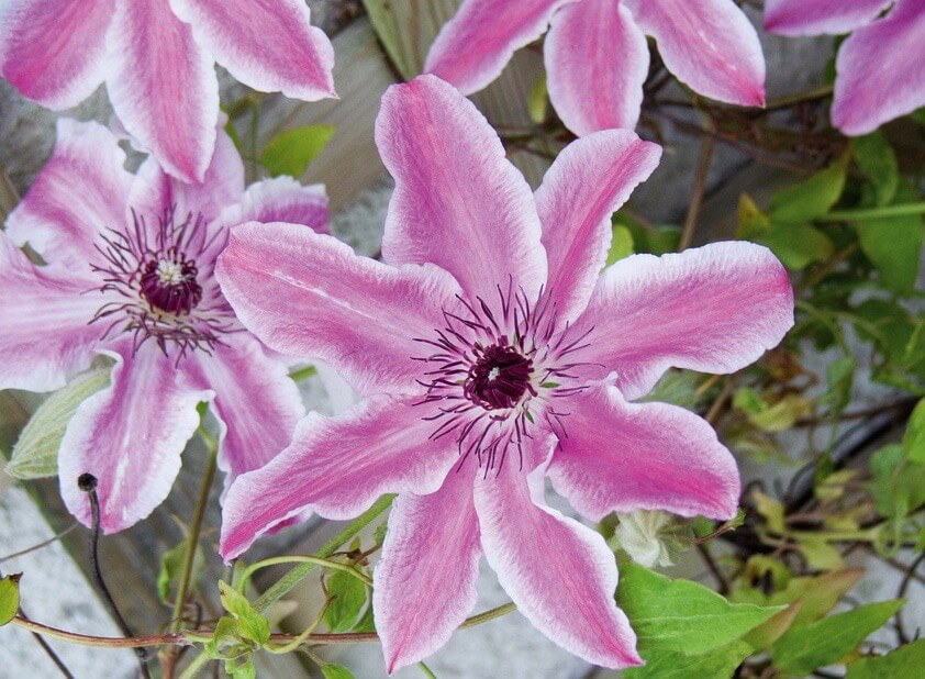 Clematis 'Carnaby' (Early Large-Flowered Clematis)