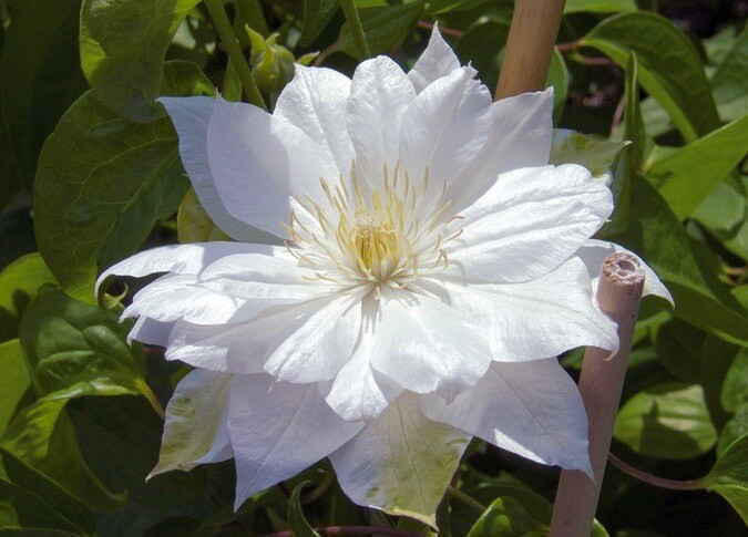 Clematis 'Duchess of Edinburgh' (Early Large-Flowered Clematis)
