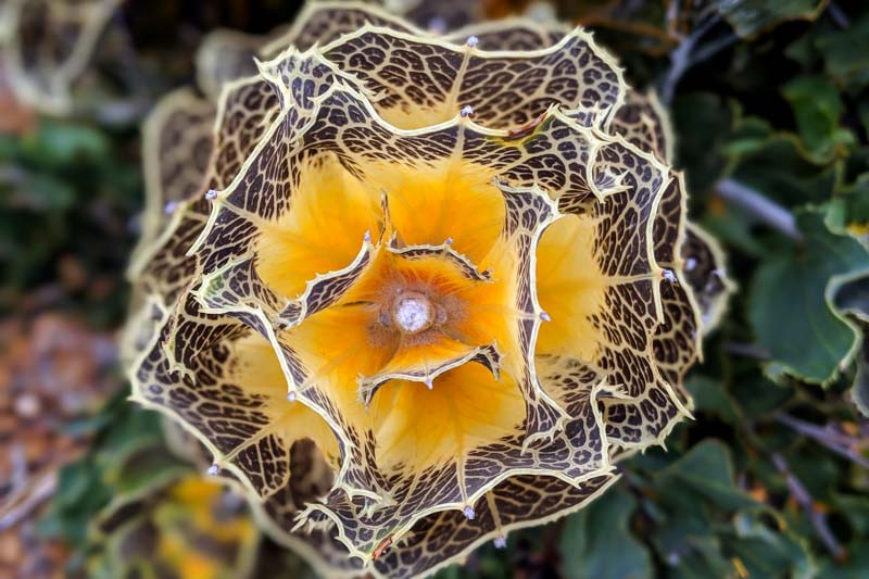 Hakea victoria (Royal Hakea)