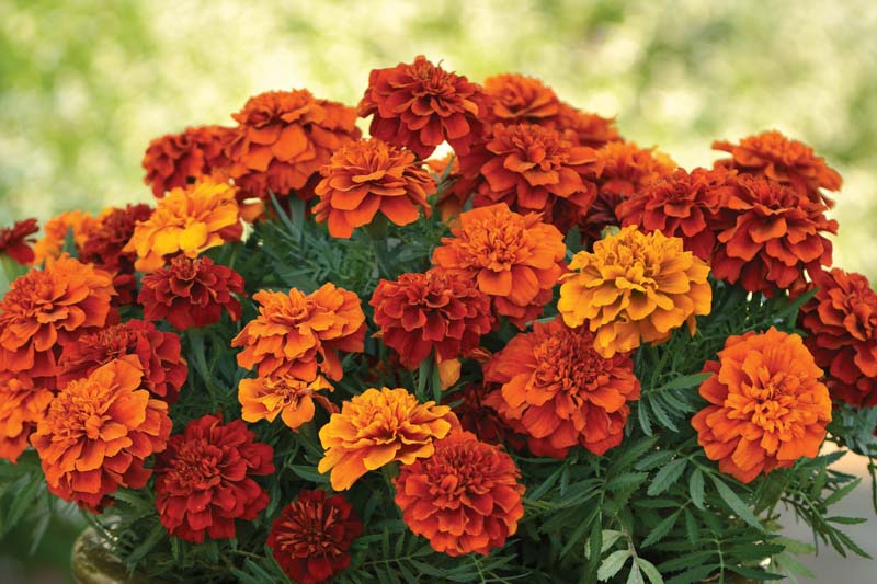 Tagetes patula 'Fireball' (French Marigold)