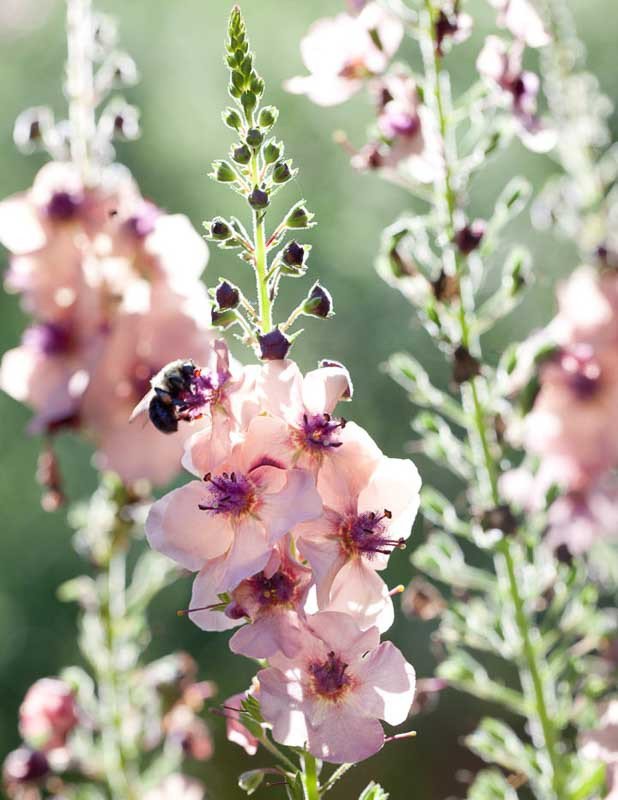 Verbascum 'Southern Charm' (Mullein)