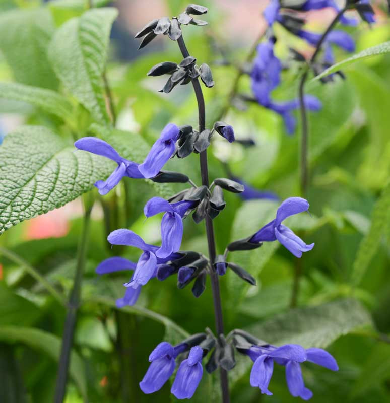 Salvia guaranitica 'Black & Bloom' (Anise-Scented Sage)