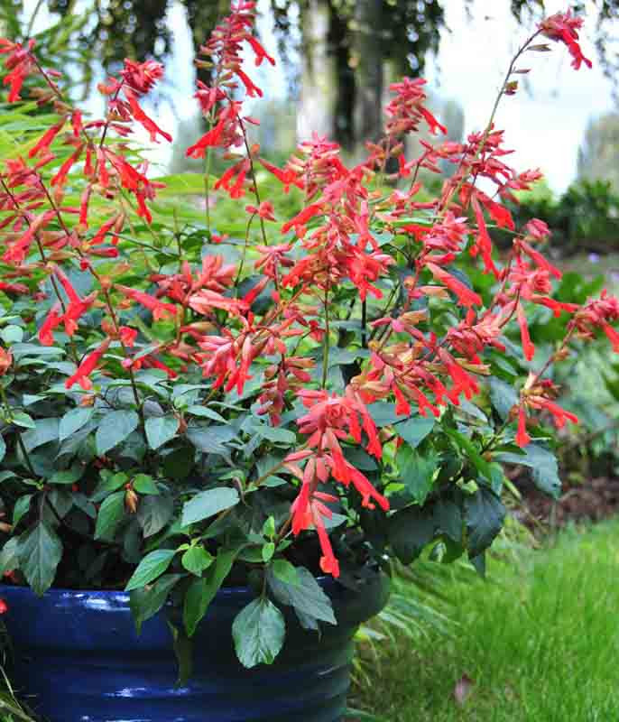 Salvia 'Ember's Wish' (Sage)