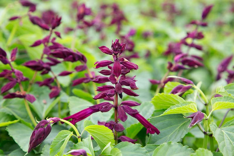 Salvia splendens 'Saucy Wine' (Scarlet Sage)