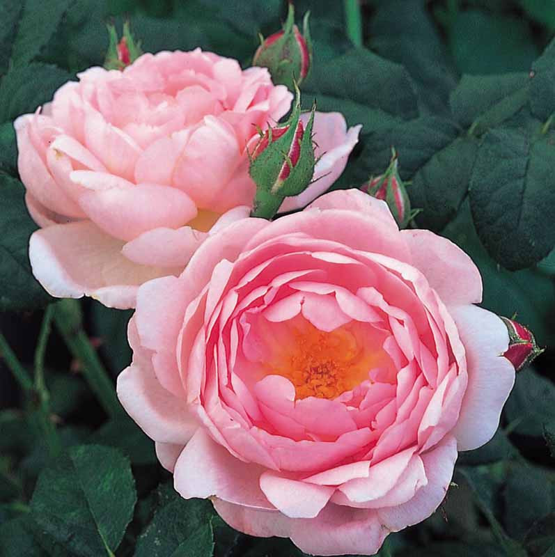 Rosa Scepter'd Isle (English Rose)