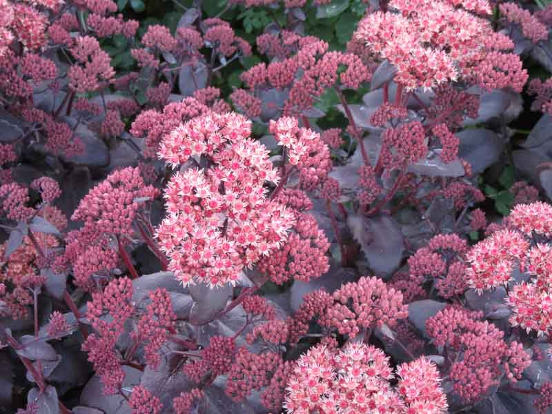Sedum telephium 'Purple Emperor' (Stonecrop)